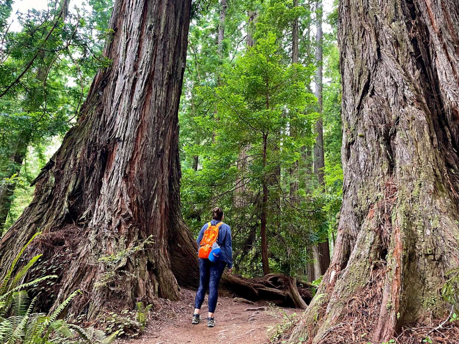 The 7 Best Hikes in Redwood National Park - Krystal [[Clear]] Trekking